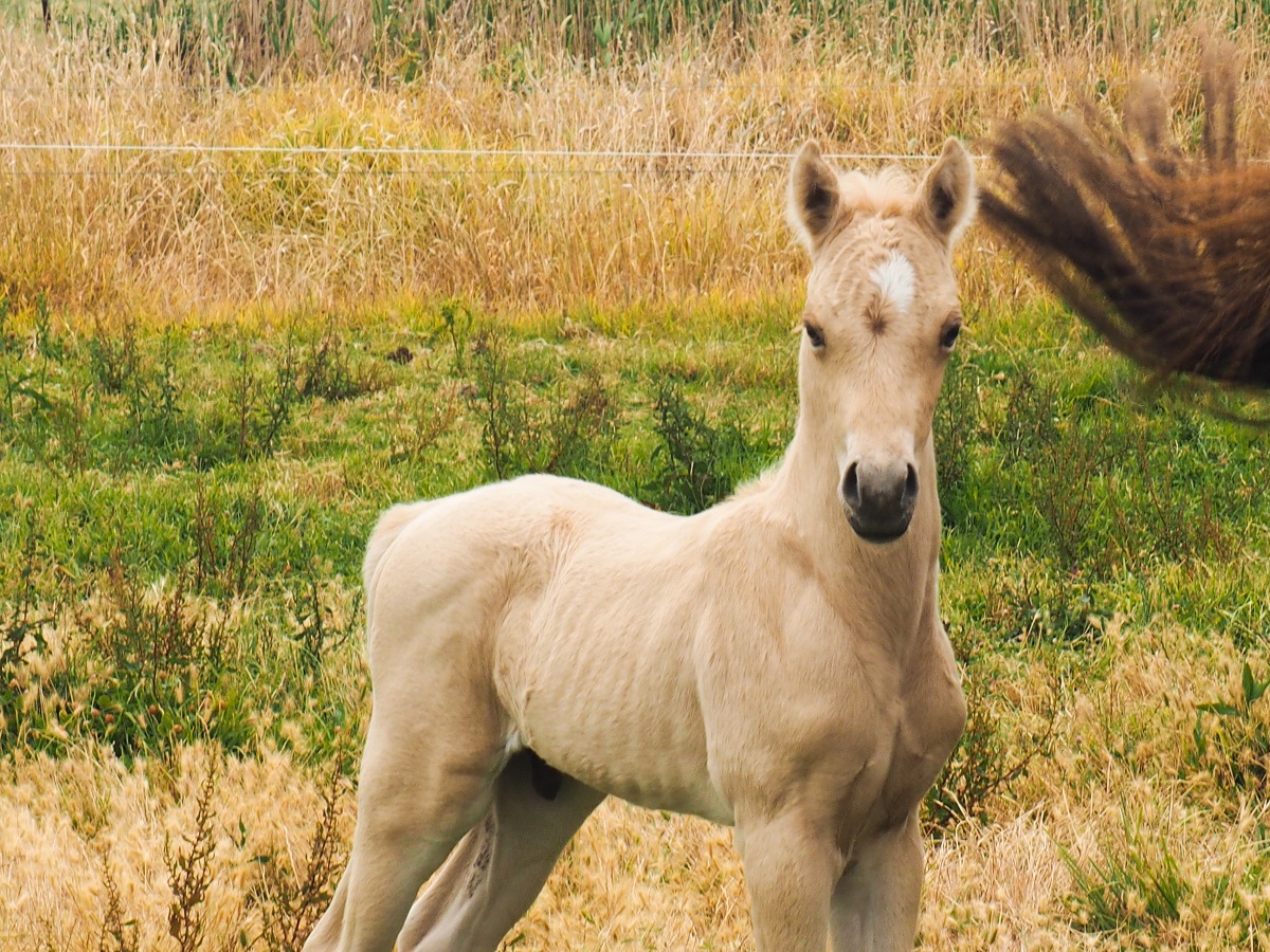 BLOG | Sanlirra Stud